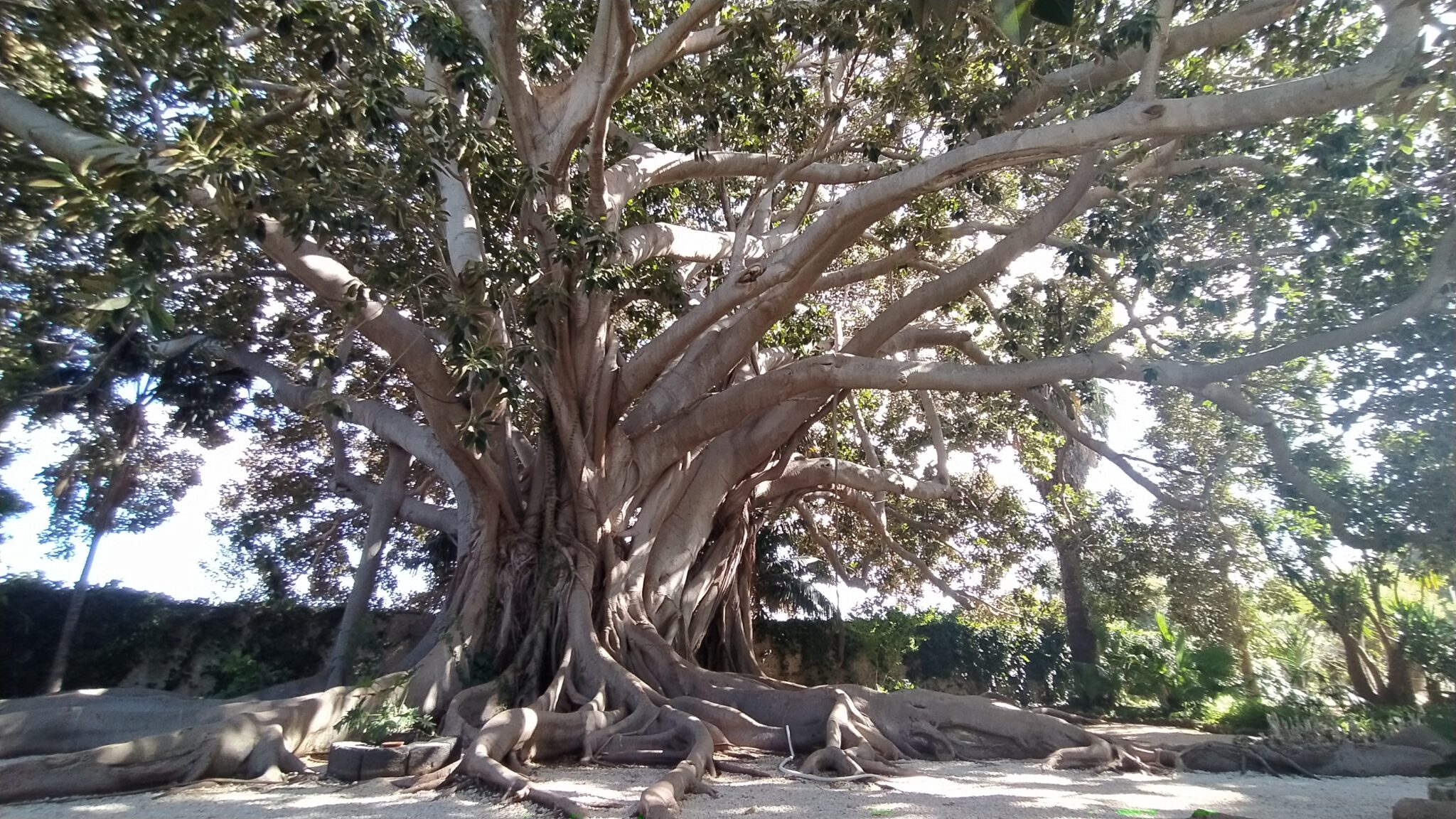 Storia di un Ficus e di un giardino alle porte di Siracusa – Cantine ...