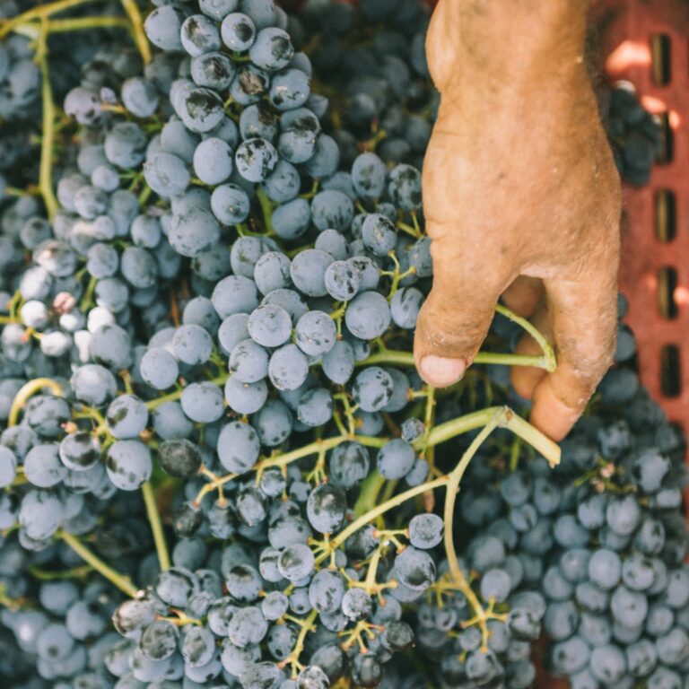 Il Rosso e il Nero – Cantine Pupillo