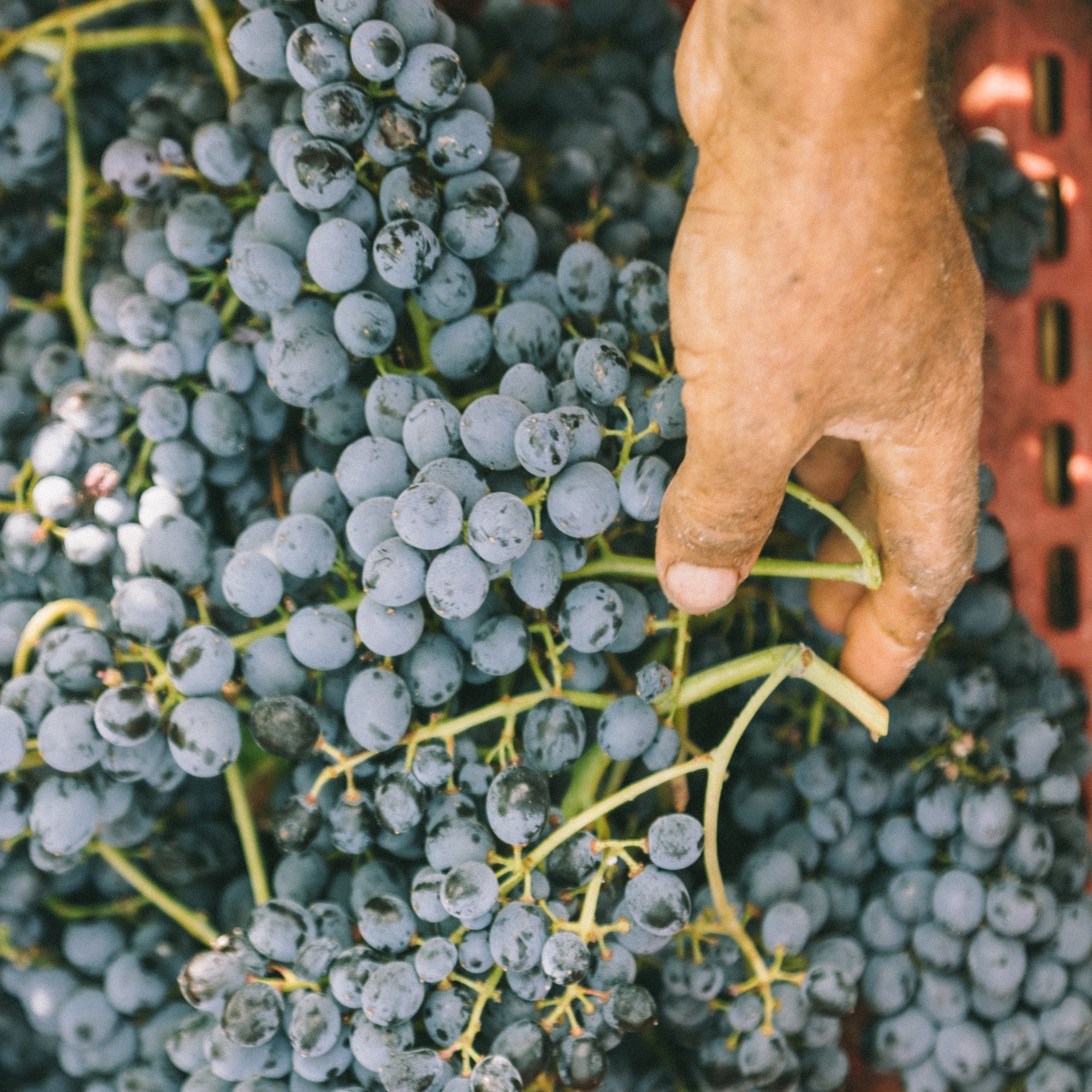 Il Rosso e il Nero – Cantine Pupillo